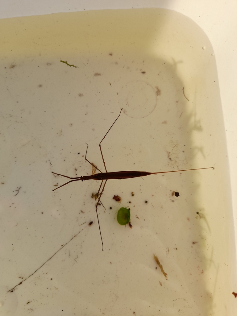 Eurasian Water Stick Insect from Vasa, Finland on September 7, 2024 at ...