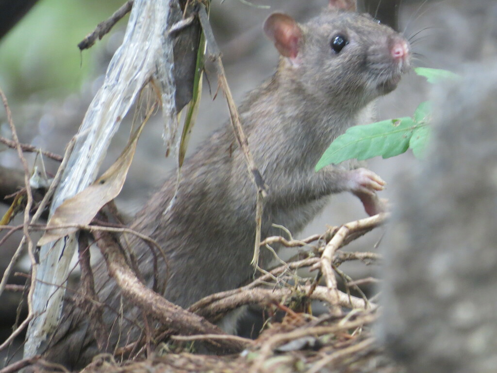 Rata gris asiática desde Valle Oriente, San Pedro Garza García, N.L ...