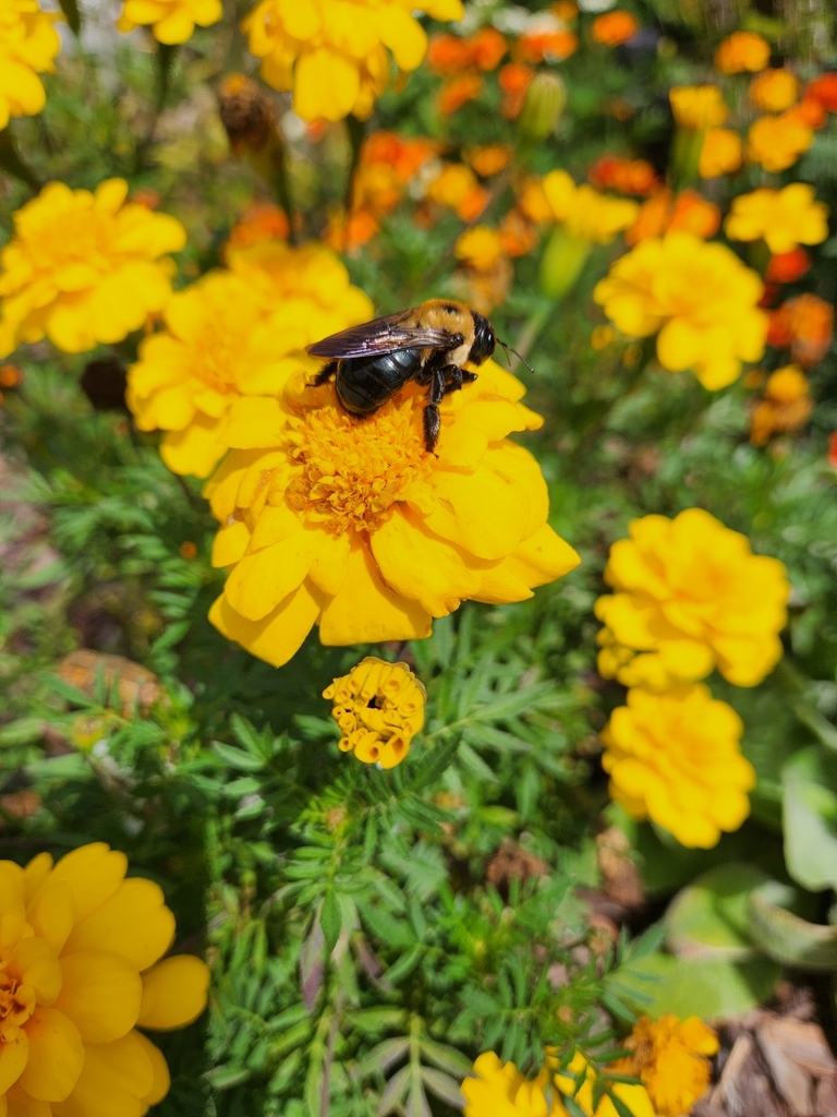 Eastern Carpenter Bee from Harrisburg, NC 28075, USA on September 06 ...