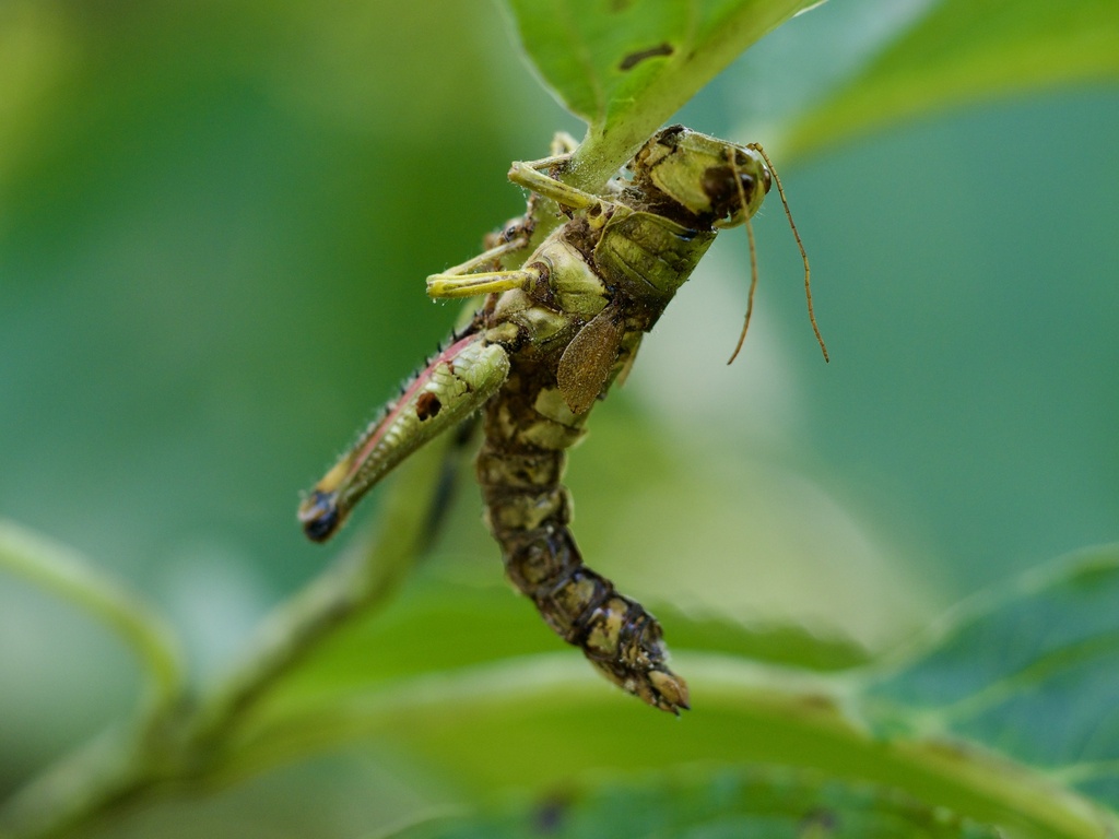 Entomophaga grylli from 本州, 舞鶴市, 京都府, JP on September 7, 2024 at 01:36 ...