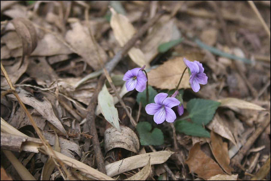 Japanese Violet (Viola japonica) - Botanical Realm
