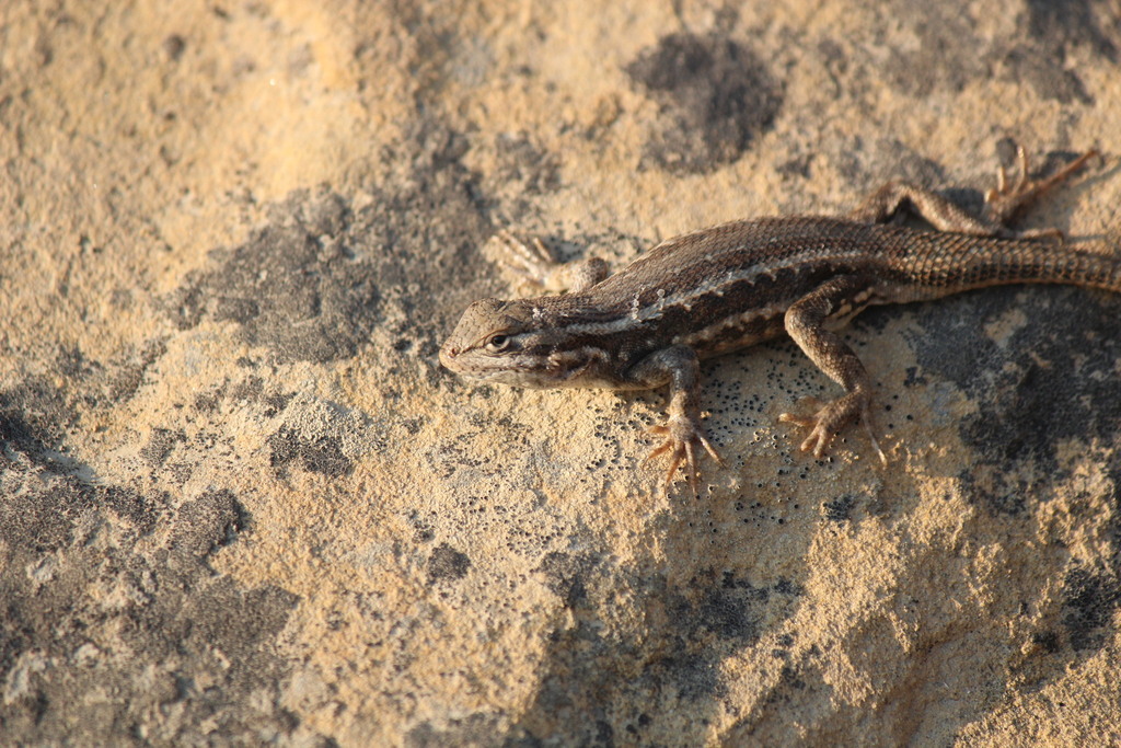 Common Sagebrush Lizard from Montezuma County, CO, USA on September 05 ...
