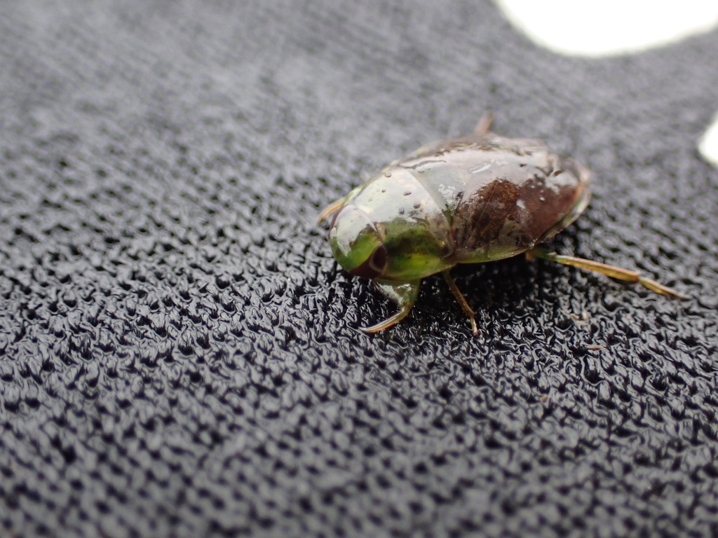 Alligator Fleas from Micanopy, FL, US on September 7, 2024 at 11:50 AM ...