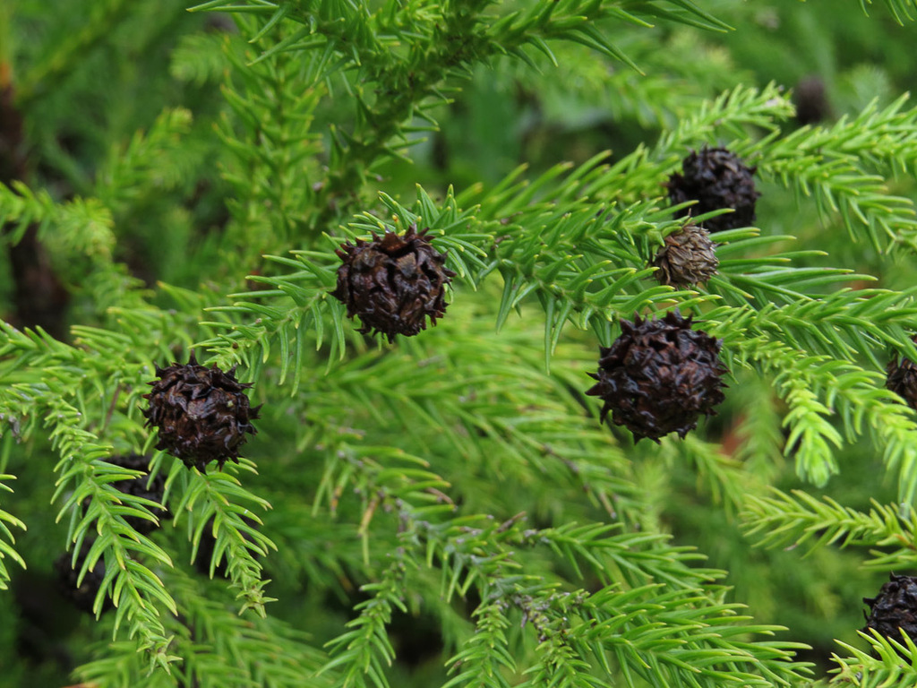 Japanese Cedar (LA Urban Forest Program) · iNaturalist