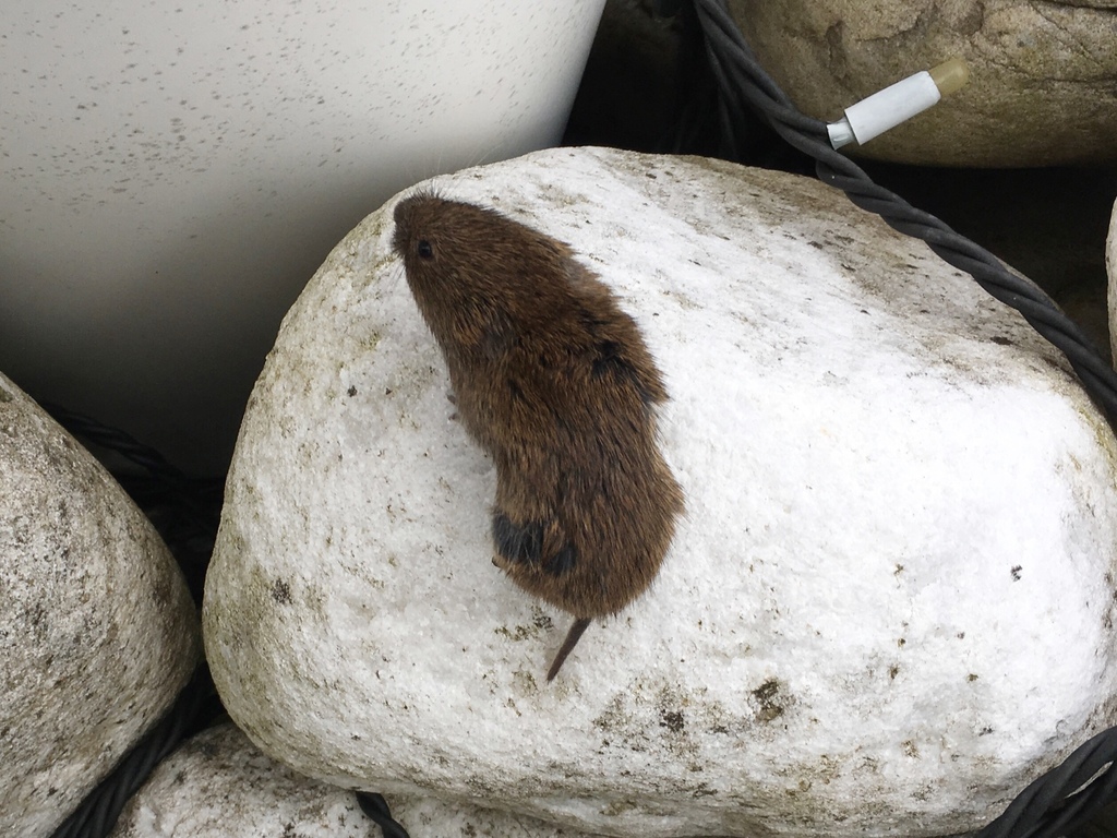 Field Vole (Microtus agrestis) - Know Your Mammals