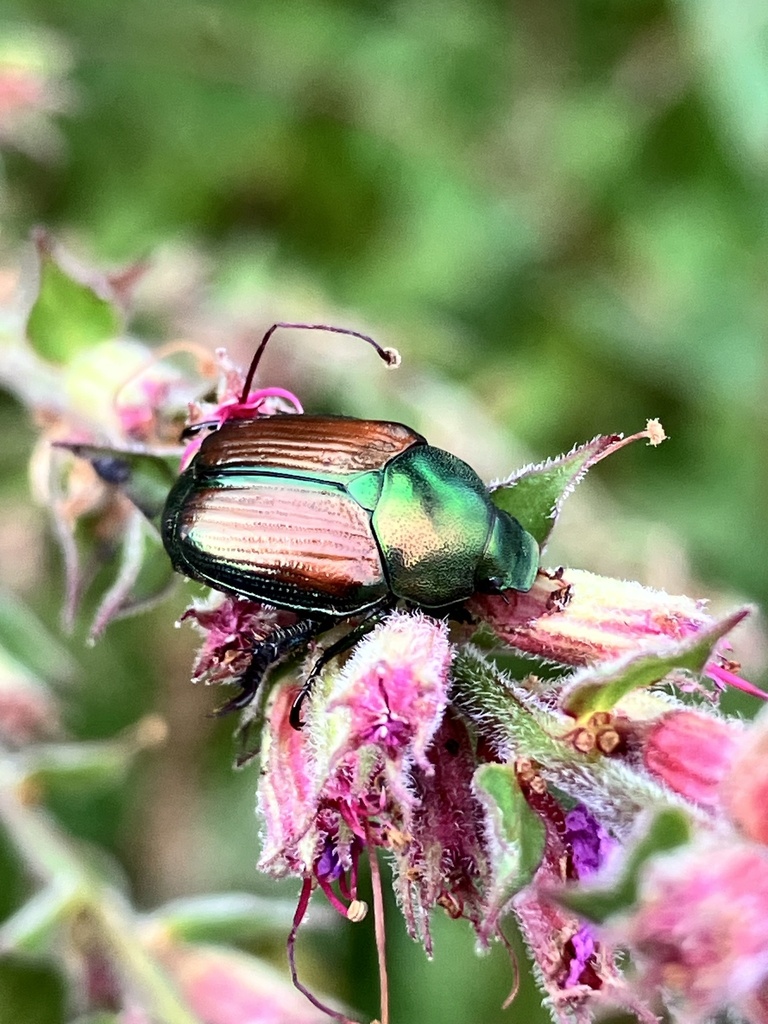 Japanese Beetle from Moose Point State Park, Searsport, ME, US on ...