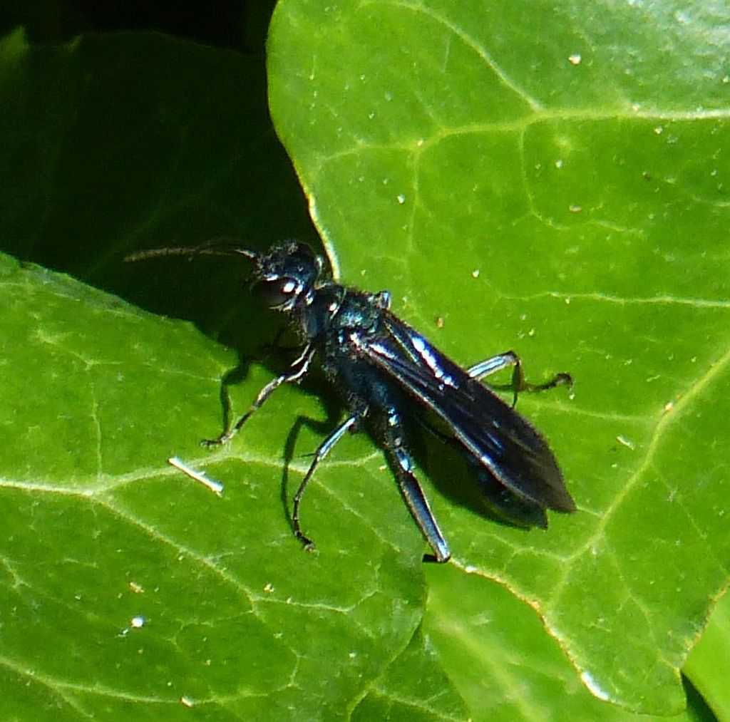 Blue Mud-dauber Wasps from Barling, AR, USA on June 10, 2019 at 05:46 ...