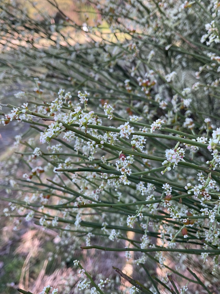 Pale Currant Bush from Tasmania, Sandford, TAS, AU on September 8, 2024 ...