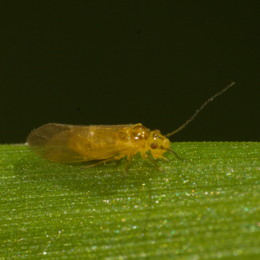 Lizard Barklice from Meu Jardim Vila Sao Francisco, Cruz Alta - RS ...