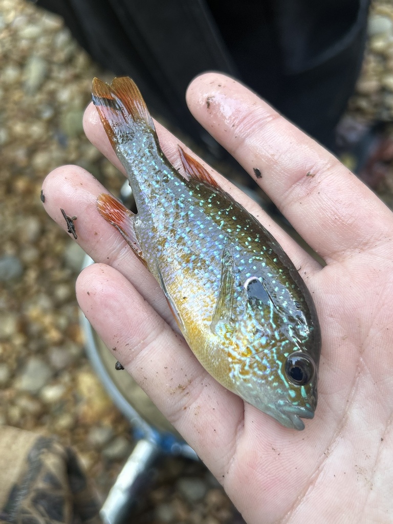 Swampland Longear Sunfish from CR-93, Bankston, AL, US on September 7 ...