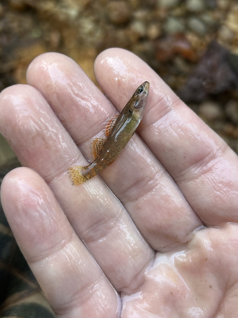 Redspot Darter from CR-93, Bankston, AL, US on September 7, 2024 at 02: ...