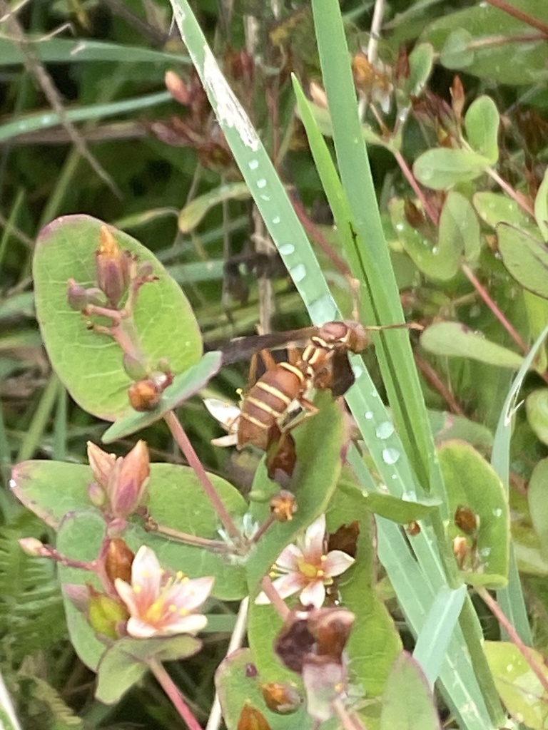 Southern Paper Wasp from N Shoreline Cir, DeFuniak Springs, FL, US on ...