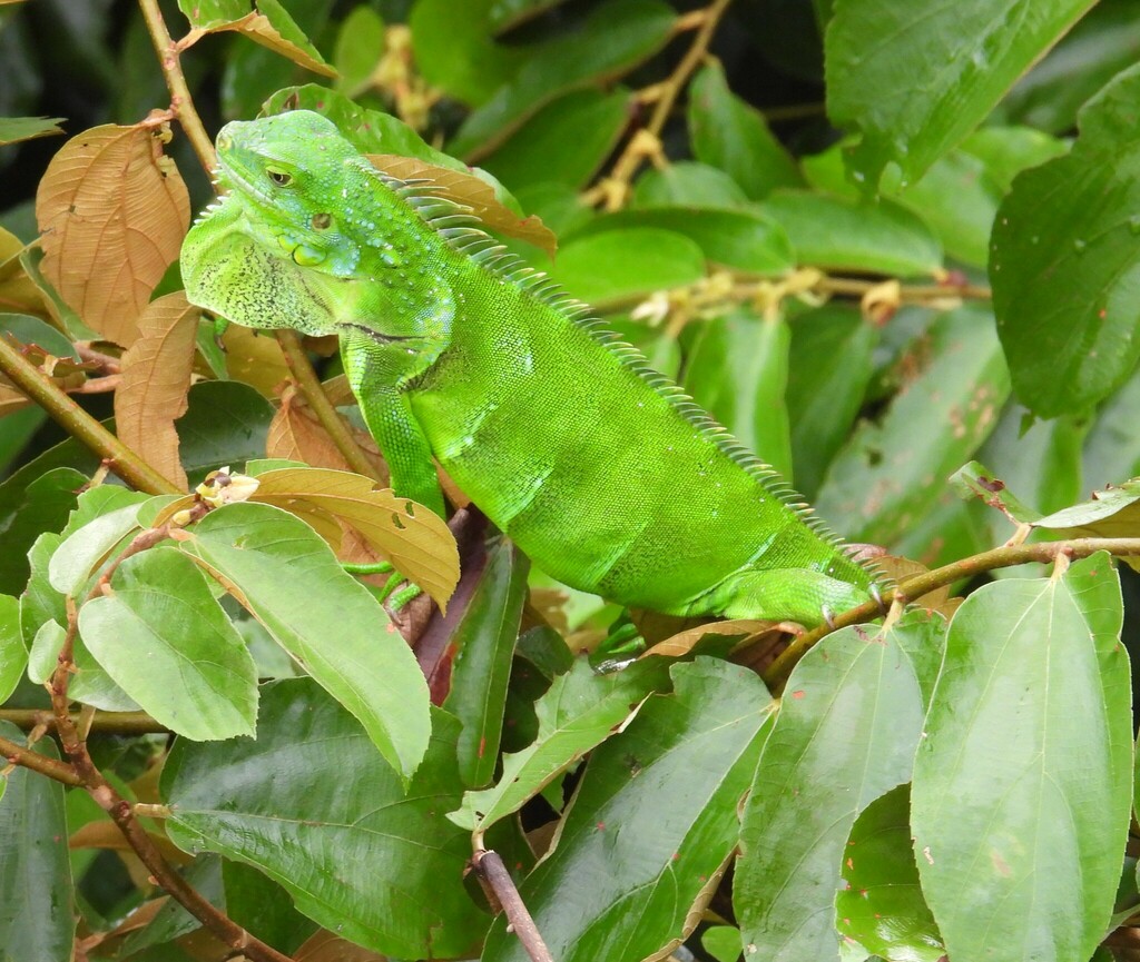 Green Iguana from Canopy Tower, Provincia de Panamá, Panama on August ...