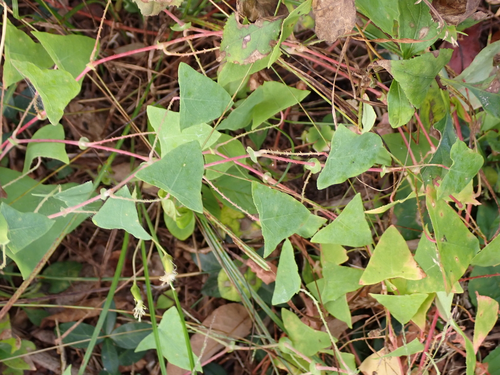 mile-a-minute weed from Sharon, MA, USA on September 7, 2024 at 06:31 ...