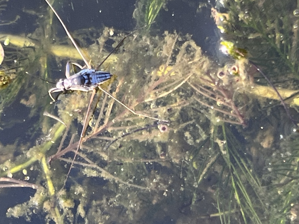 Neogerris hesione from Gifford Pinchot State Park, Wellsville, PA, US ...