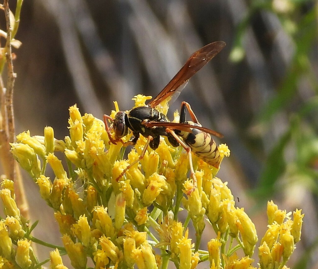 Golden Paper Wasp from Yakima County, WA, USA on September 6, 2024 at ...