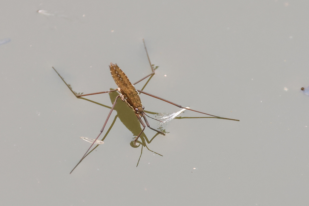 North American Common Water Strider from 440 pond area, Lincoln County ...