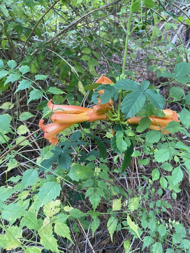 American trumpet vine from Del Webb Ave, Cary, NC, US on September 7 ...