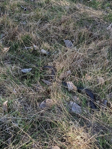Highlands Copperhead (Austrelaps ramsayi) - Snakes and Lizards