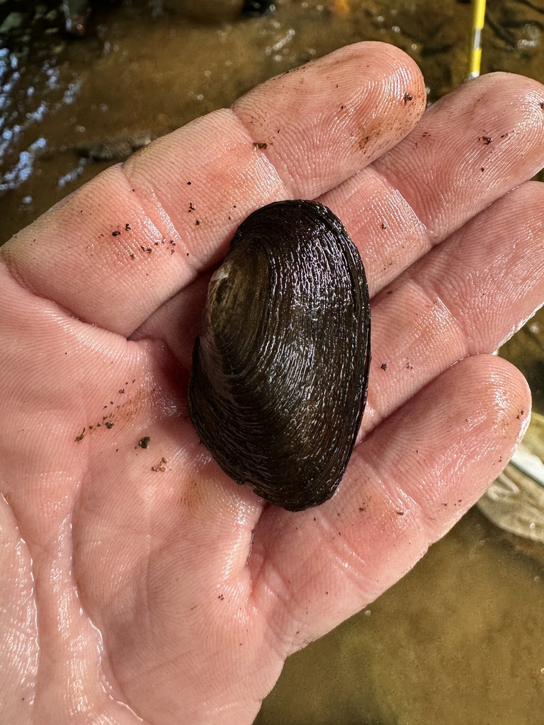 Eastern Pondhorn from Edgefield, SC, US on September 07, 2024 at 11:21 ...