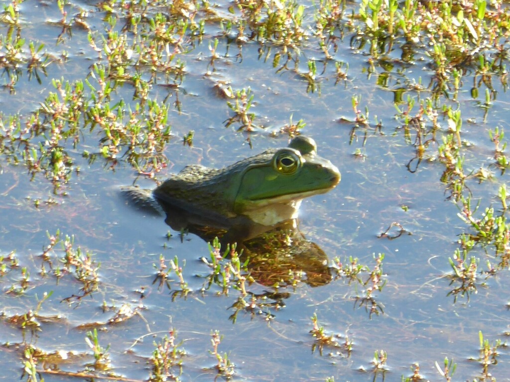 American Bullfrog from Leominster, MA, USA on September 3, 2024 at 04: ...