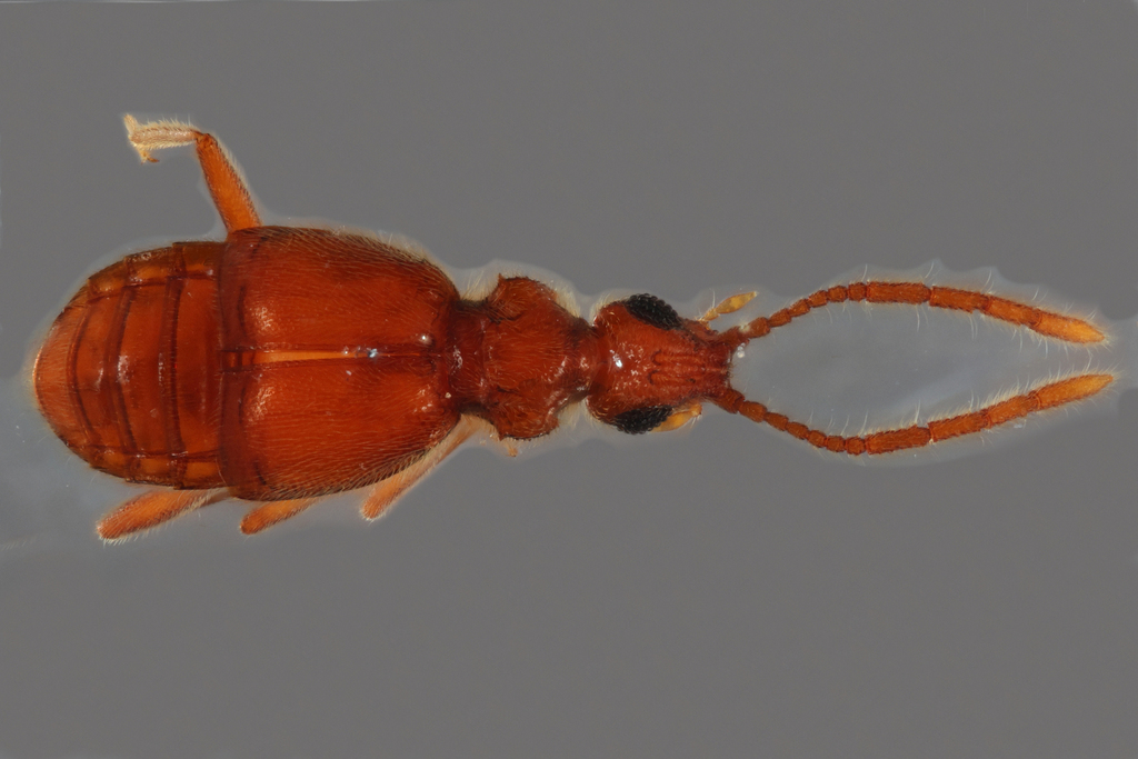 Jubus from Otonga Bag 12, Sigchos, Ecuador on August 14, 2024 by ...