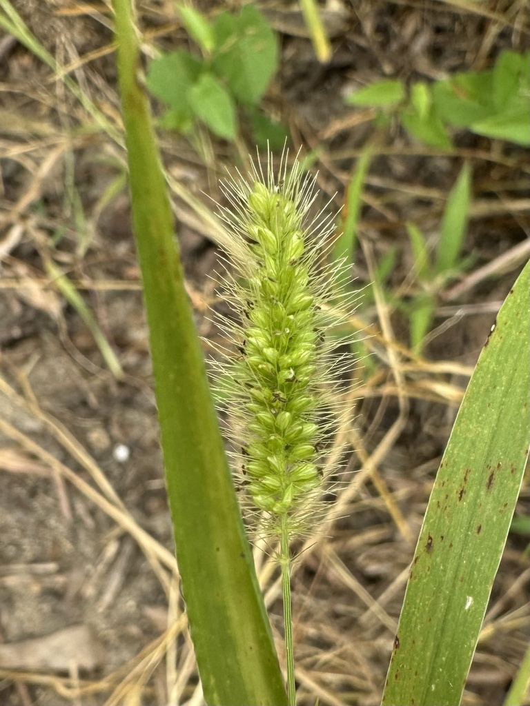 Green Bristle Grass from Tuckahoe State Park, Ridgely, MD, US on ...