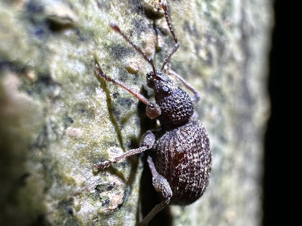 Privet Weevil from Chilterns AONB, High Wycombe, England, GB on ...