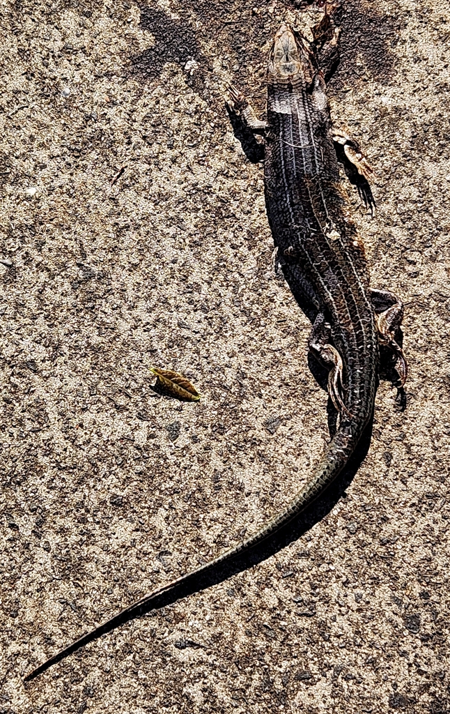 Robust Ctenotus from Rochedale QLD, Australia on September 8, 2024 at ...