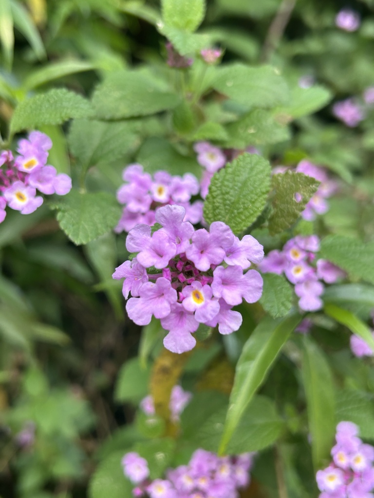 creeping lantana from Gramado, RS, BR on September 7, 2024 at 04:56 PM ...