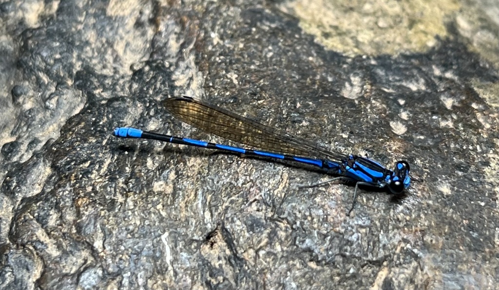 Oculate Dancer from Pirenópolis - GO, Brasil on December 17, 2023 at 01 ...