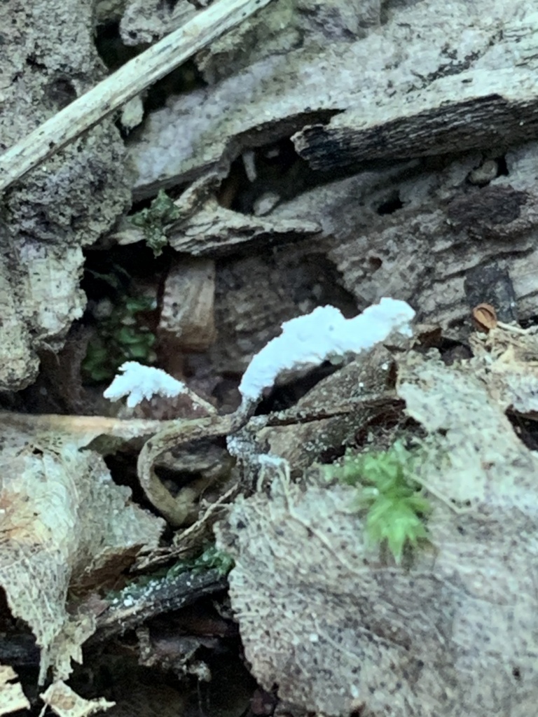 Cordyceps from Hoosier National Forest, Paoli, IN, US on September 07 ...