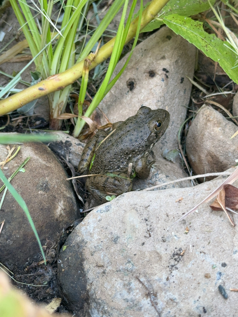 American Bullfrog from Nevada County, US-CA, US on September 7, 2024 at ...