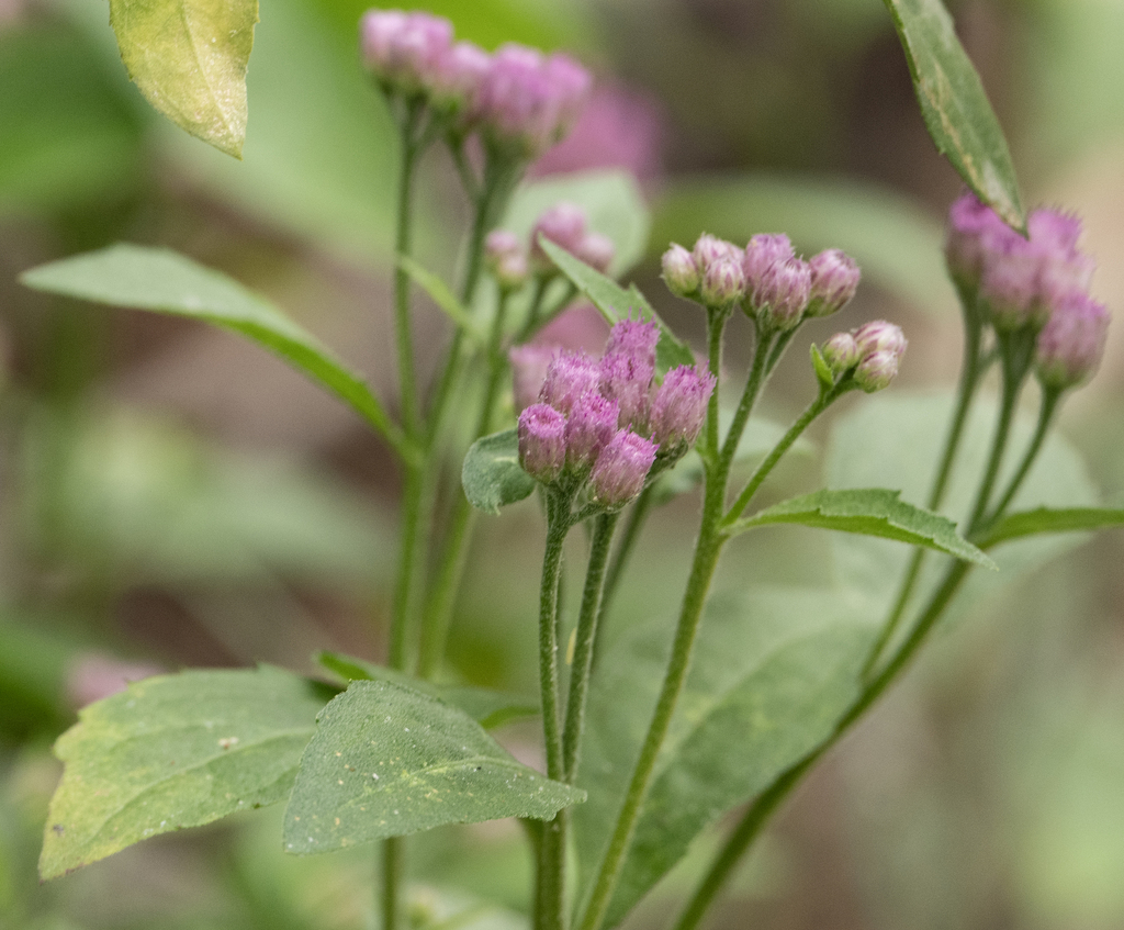 marsh fleabane (Plants of Anguilla) · iNaturalist