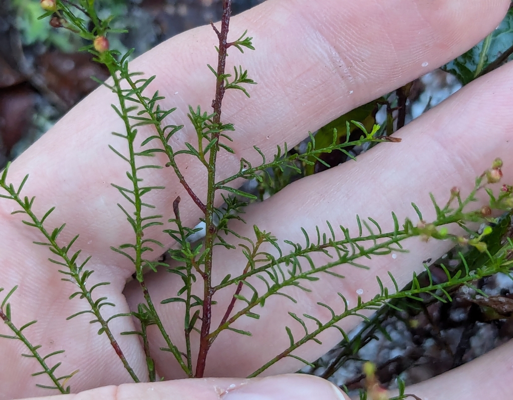 Deckert's pinweed from Placid Lakes, FL 33852, USA on September 7, 2024 ...
