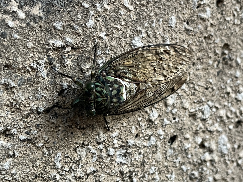 Robust Cicada from 本州, 大田区, 東京都, JP on July 30, 2023 at 06:39 PM by ...