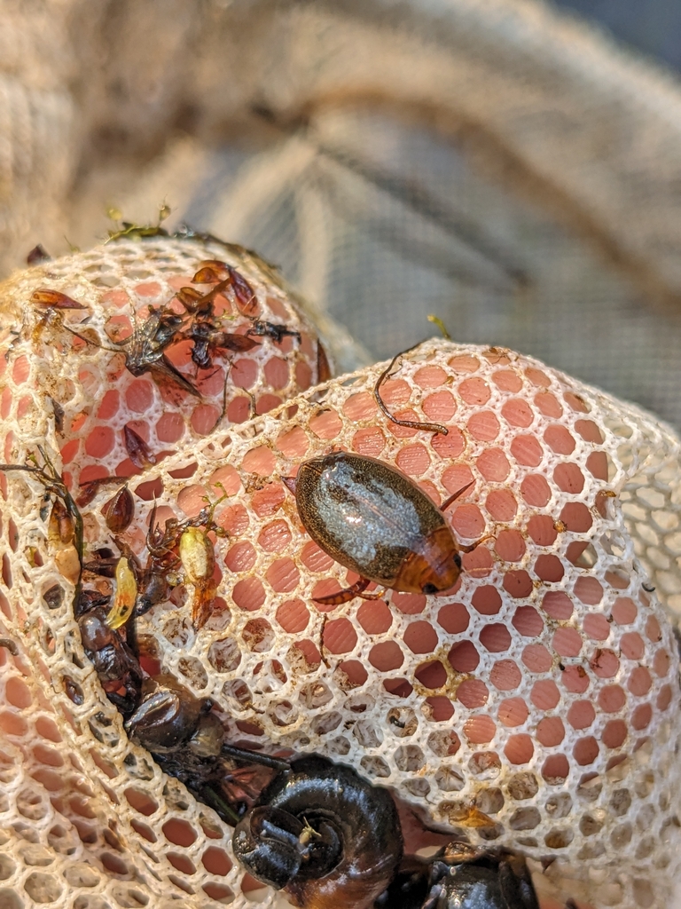 Graphoderus liberus from EB Chancellor Blvd @ Hamber Rd, University ...