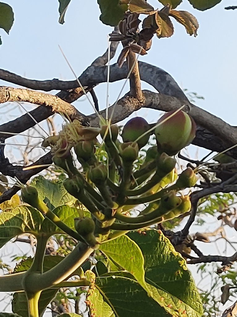 Pekea Nut from Distrito Federal, Brasília, BR on September 7, 2024 at ...