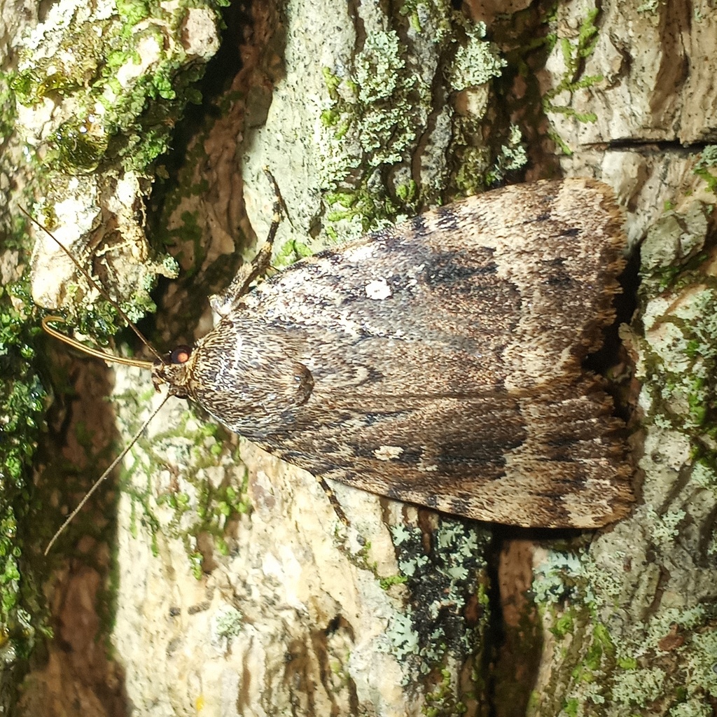 American Copper Underwing from Caroline County, MD, USA on September 6 ...