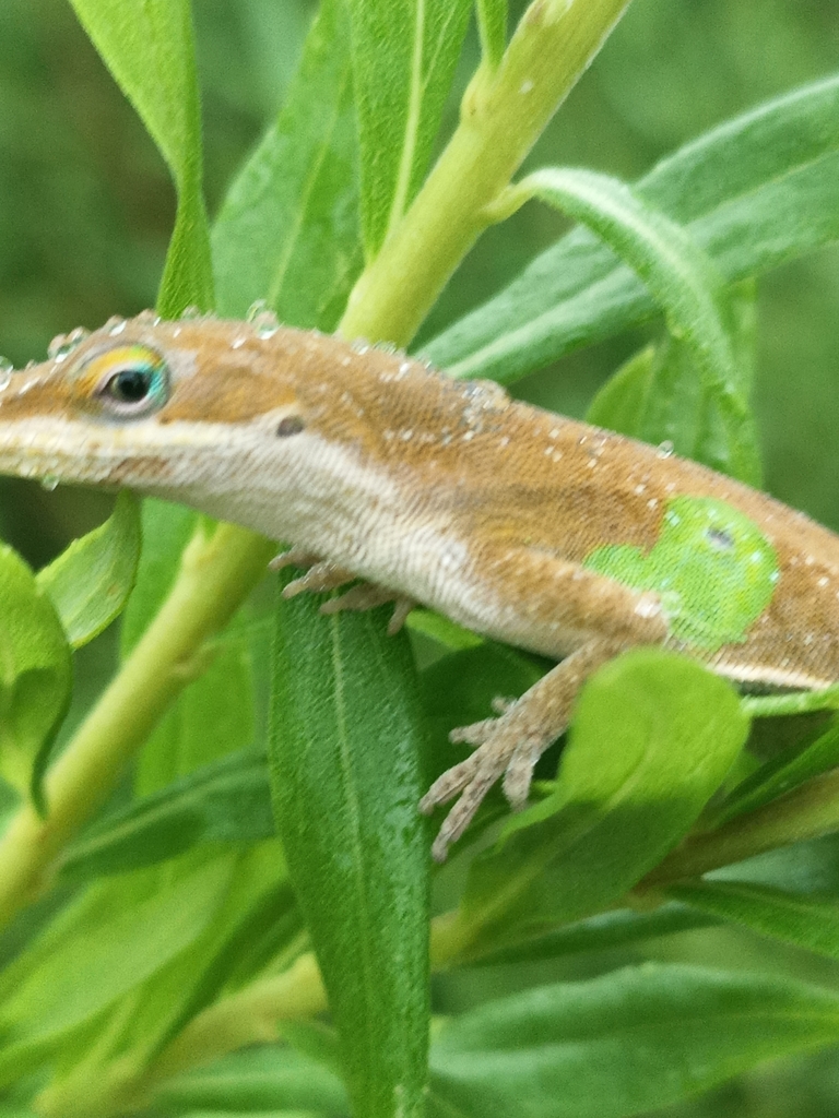 Green Anole from Oak Hills Place, Baton Rouge, LA 70810, USA on August ...