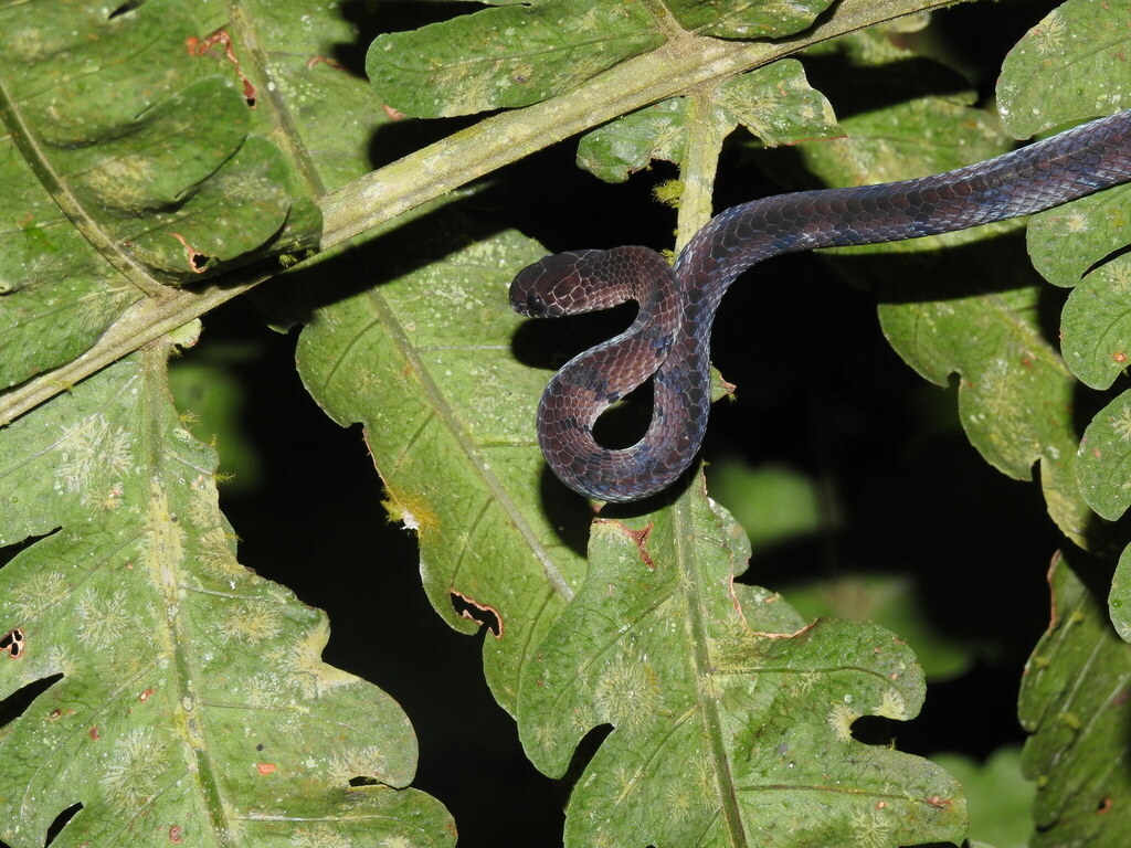 Smooth Slug Snake from Agam Regency, West Sumatra, Indonesia on August ...