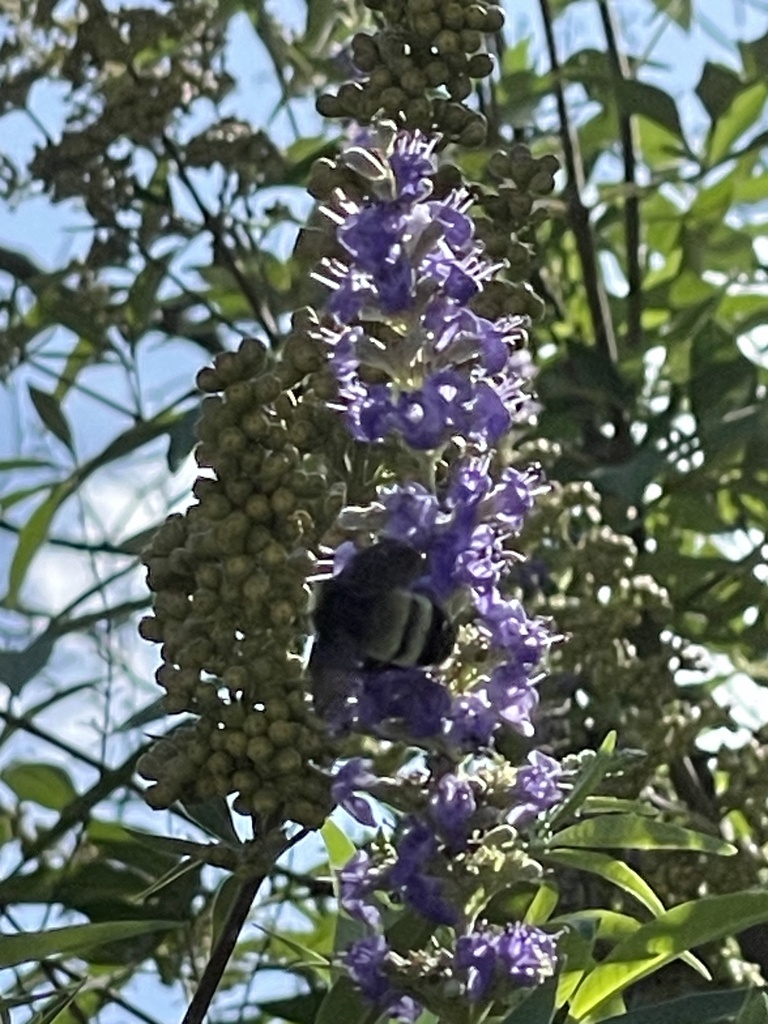 American Bumble Bee from N Robinson Ave, Oklahoma City, OK, US on ...