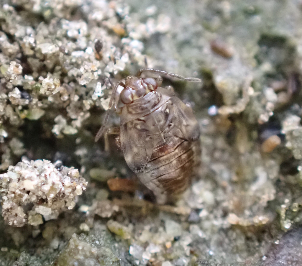 Shore bugs from Delta, BC, Canada on September 7, 2024 at 12:24 PM by ...