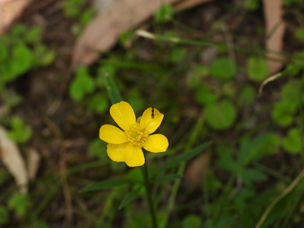 Australian Buttercup from Coomba Park NSW 2428, Australia on September ...
