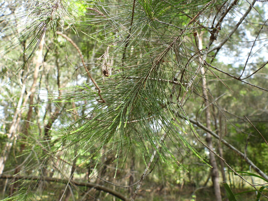 Black sheoak from Coomba Park NSW 2428, Australia on September 8, 2024 ...