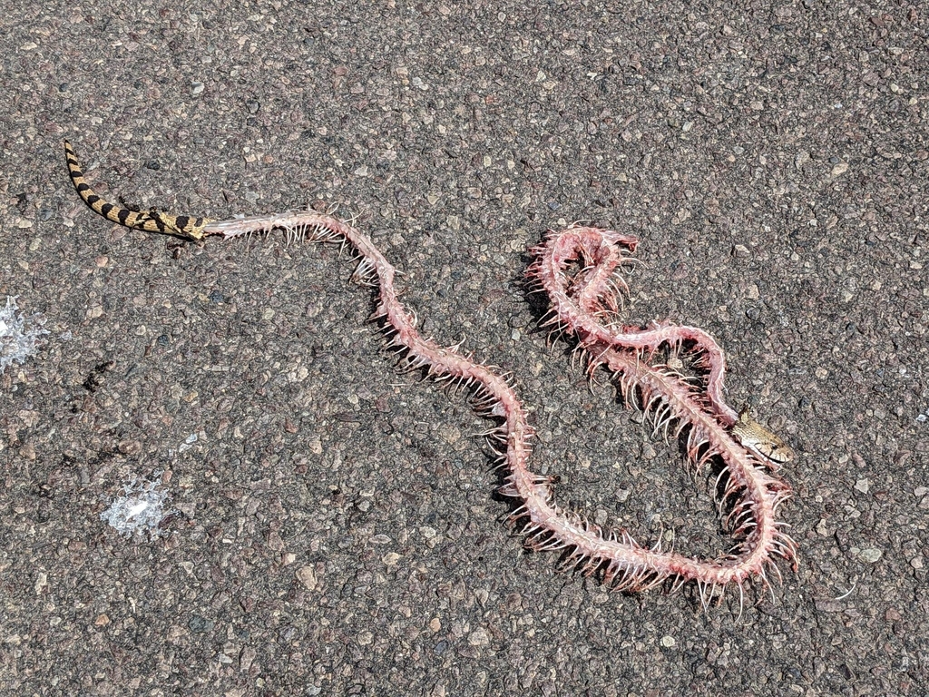 Gopher Snake from Slaton Road by wagonwheelfelloe. Dead carcass picked ...