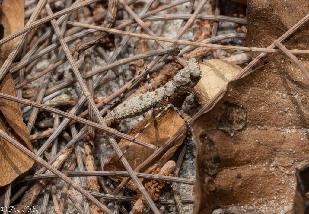 Termite Hunter from Mapoon QLD, Australia on September 3, 2024 at 12:51 ...