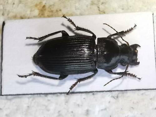 Harpalus corporosus · iNaturalist