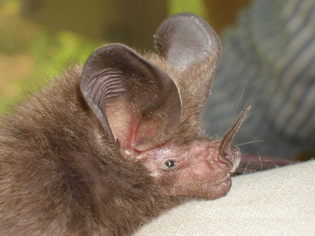 murciélago orejón brasileño (Murciélagos de Veracruz) · iNaturalist