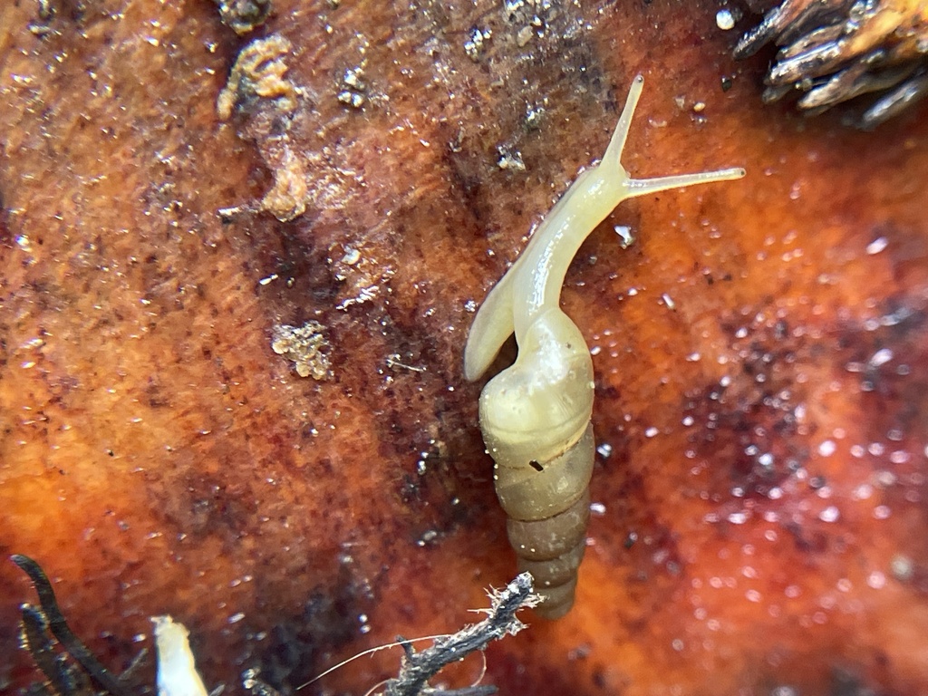 Miniature Awlsnail from Lantap, Bagabag, Nueva Vizcaya, Philippines on ...